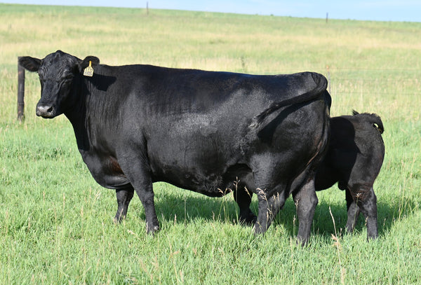 Lot 50: Blackline Blackcap May 8826 - Flush – Sire Buyer Auctions