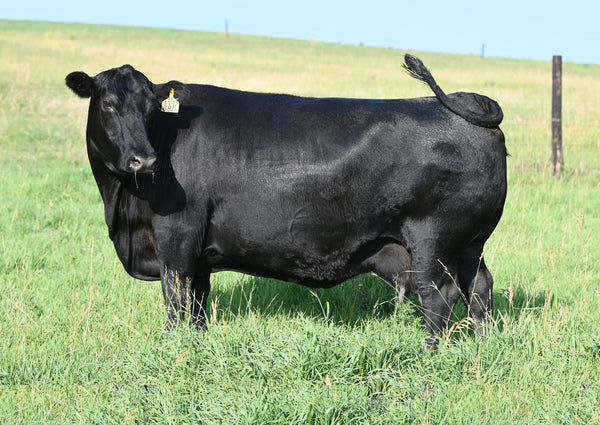 Lot 12: Blackline Blackcap May 8826 - (Renown - F) – Sire Buyer Auctions