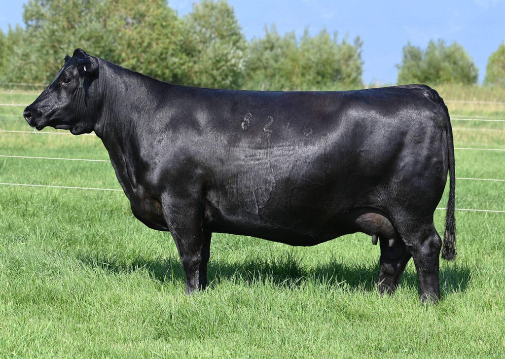 Lot 7: Coleman Donna 8216 - (Glacier) – Sire Buyer Auctions