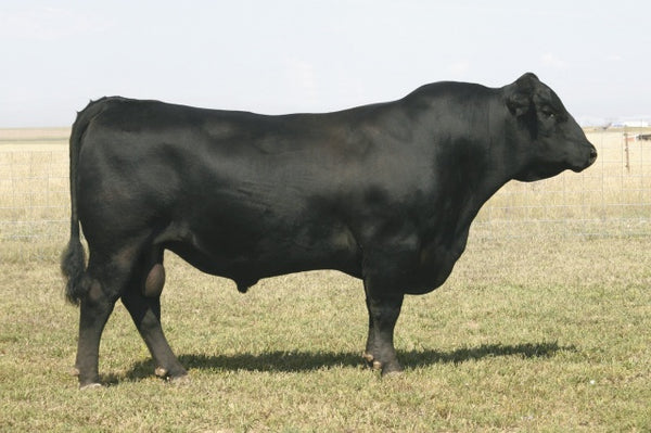 Connealy Onward - 3 units – Sire Buyer Auctions