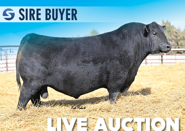 Lot 4: SAV Double Wide 0861 - 30 Units – Sire Buyer Auctions