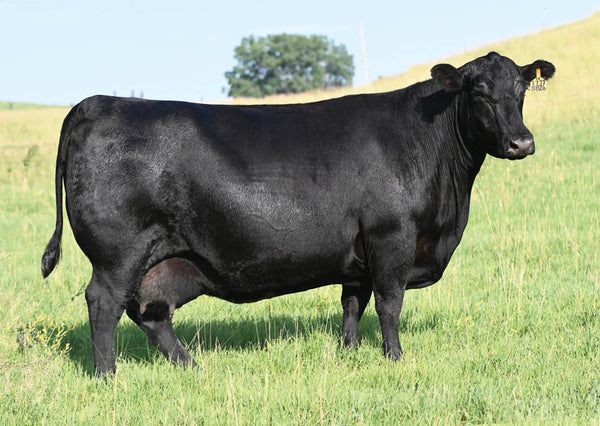 Lot 50: Blackline Blackcap May 8826 - Flush – Sire Buyer Auctions