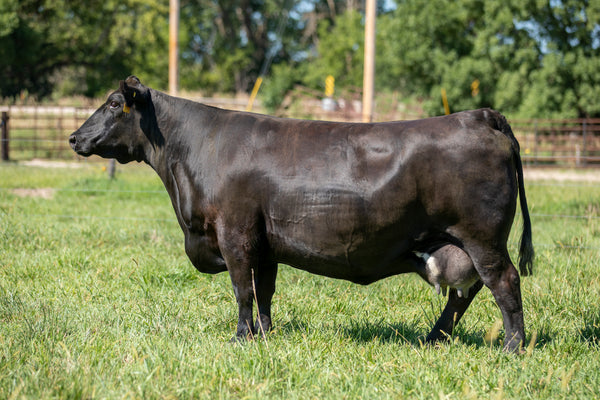 Lot 1: SAC Nebraska 2018 – Sire Buyer Auctions
