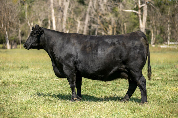 Lot 13: SAC Doc Thompson 2046 – Sire Buyer Auctions