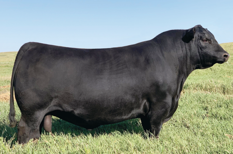 Sire Buyer Live - Livestock Online Auctions